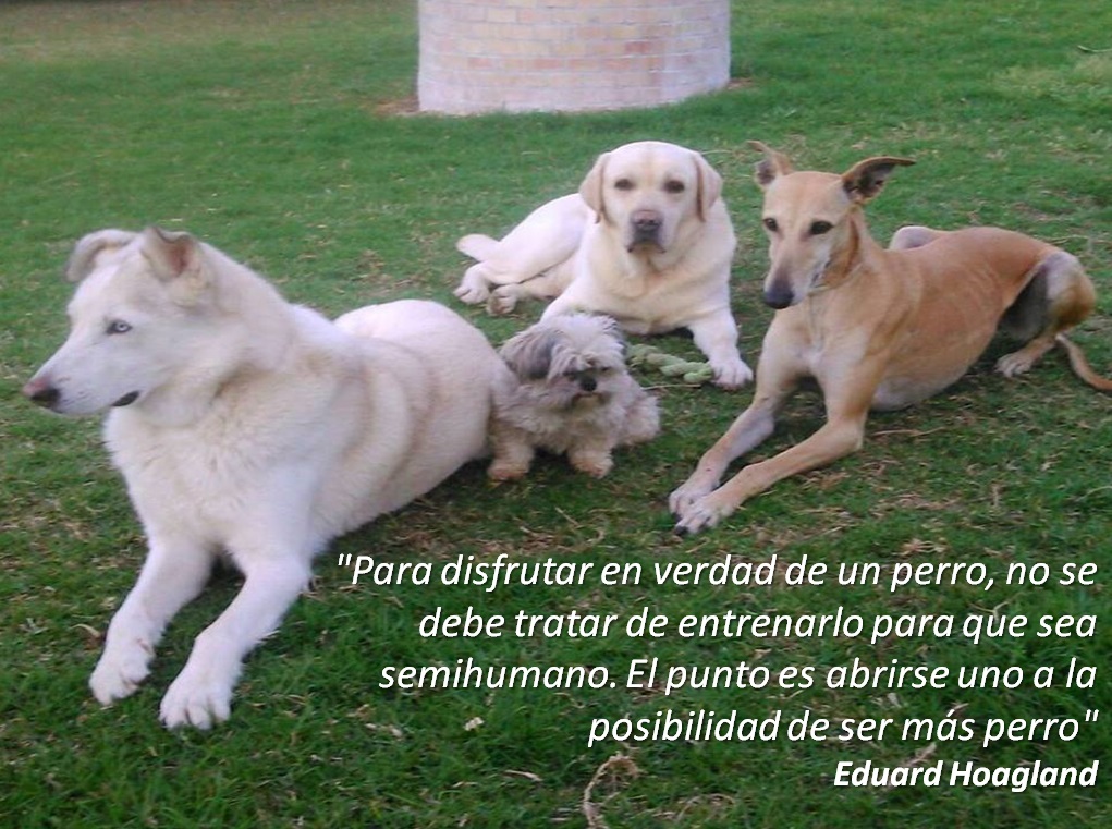 Interacción humano animal | www.intap.es